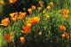Homemade Gifts Made in California - Discover California