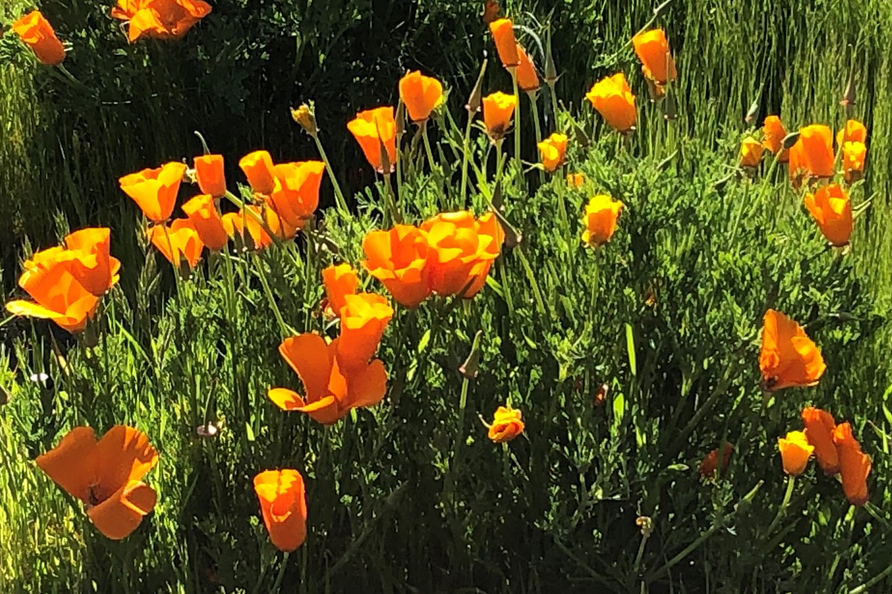 Foods from California - Discover California