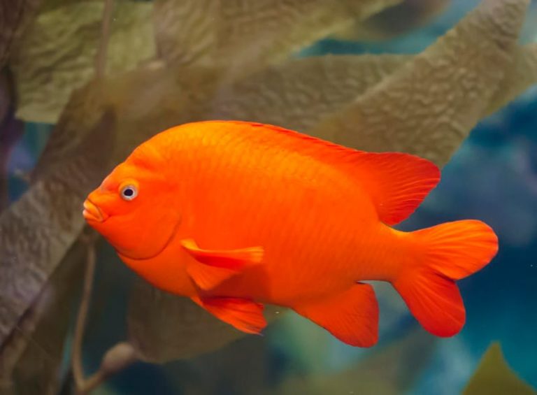 California Fun Facts - Discover California