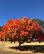 Apple Hill in the Fall - what a great outing! - Discover California